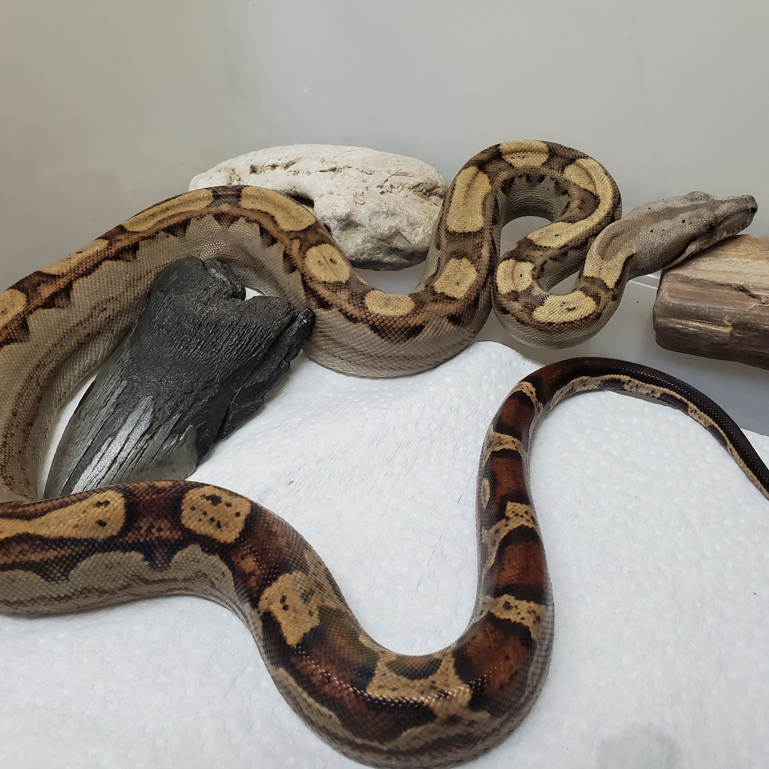 Motley 100% Blood 66% Kahl Albino Boa Constrictor by Boa Zone - MorphMarket