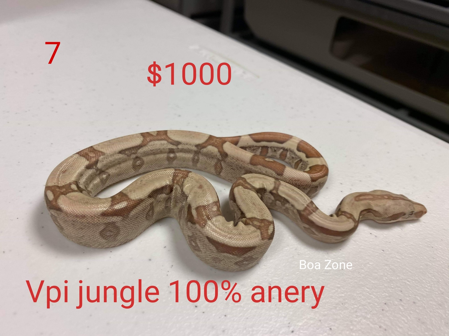VPI JUNGLE Het Anery Boa Constrictor by Boa Zone - MorphMarket