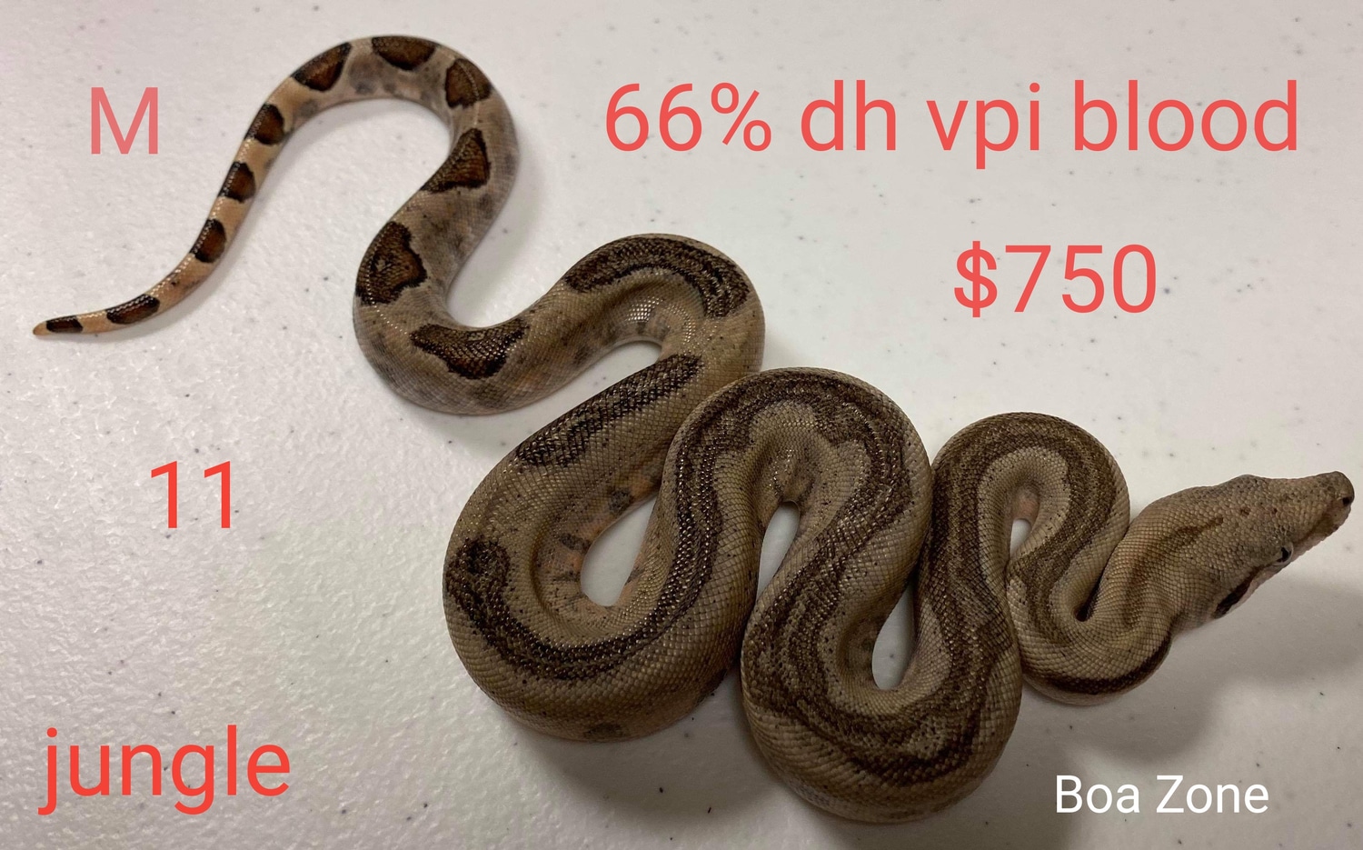 Jungle 66%dh Vpi/blood Boa Constrictor by Boa Zone - MorphMarket