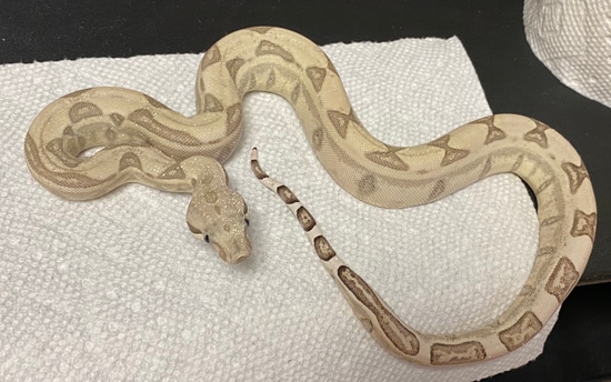Anery Labyrinth Het Vpi Boa Constrictor by BOA ZONE