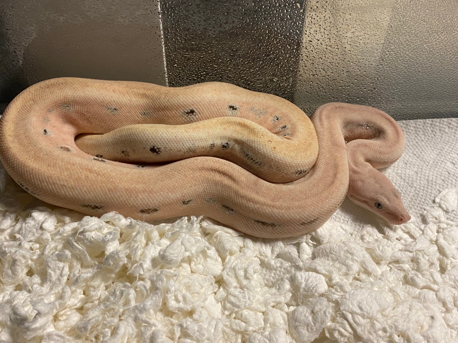 Scoria Fire Boa Constrictor by Boa Zone - MorphMarket