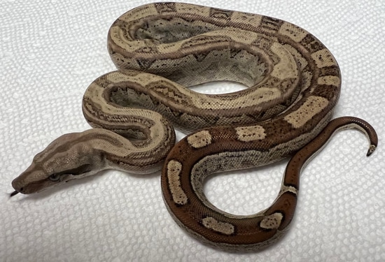 Keltic Raptor Boa Constrictor by Boa Zone
