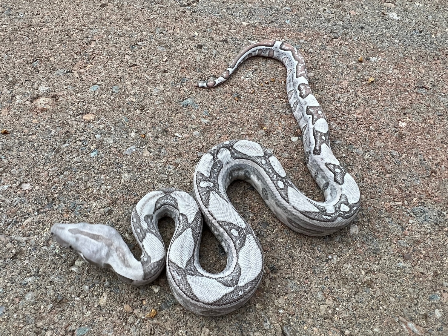 Labyrinth Het Anery Het Vpi Boa Constrictor by Boa Zone - MorphMarket
