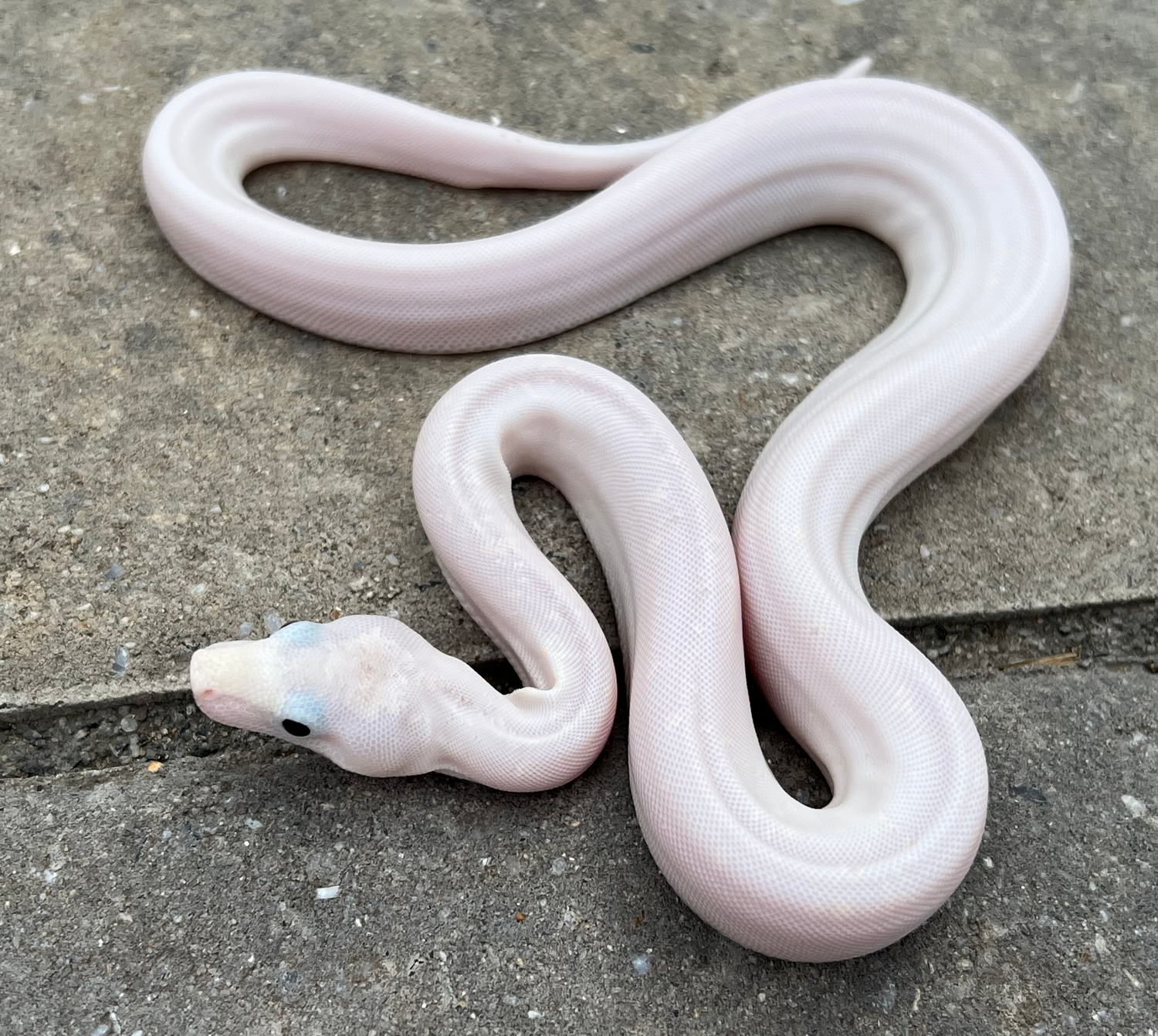 SUPERFIRE 100% Het ANERY Boa Constrictor by Boa Zone - MorphMarket