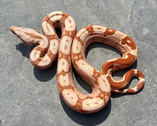 Raptor Vpi Sunglow Boa Constrictor by BOA ZONE
