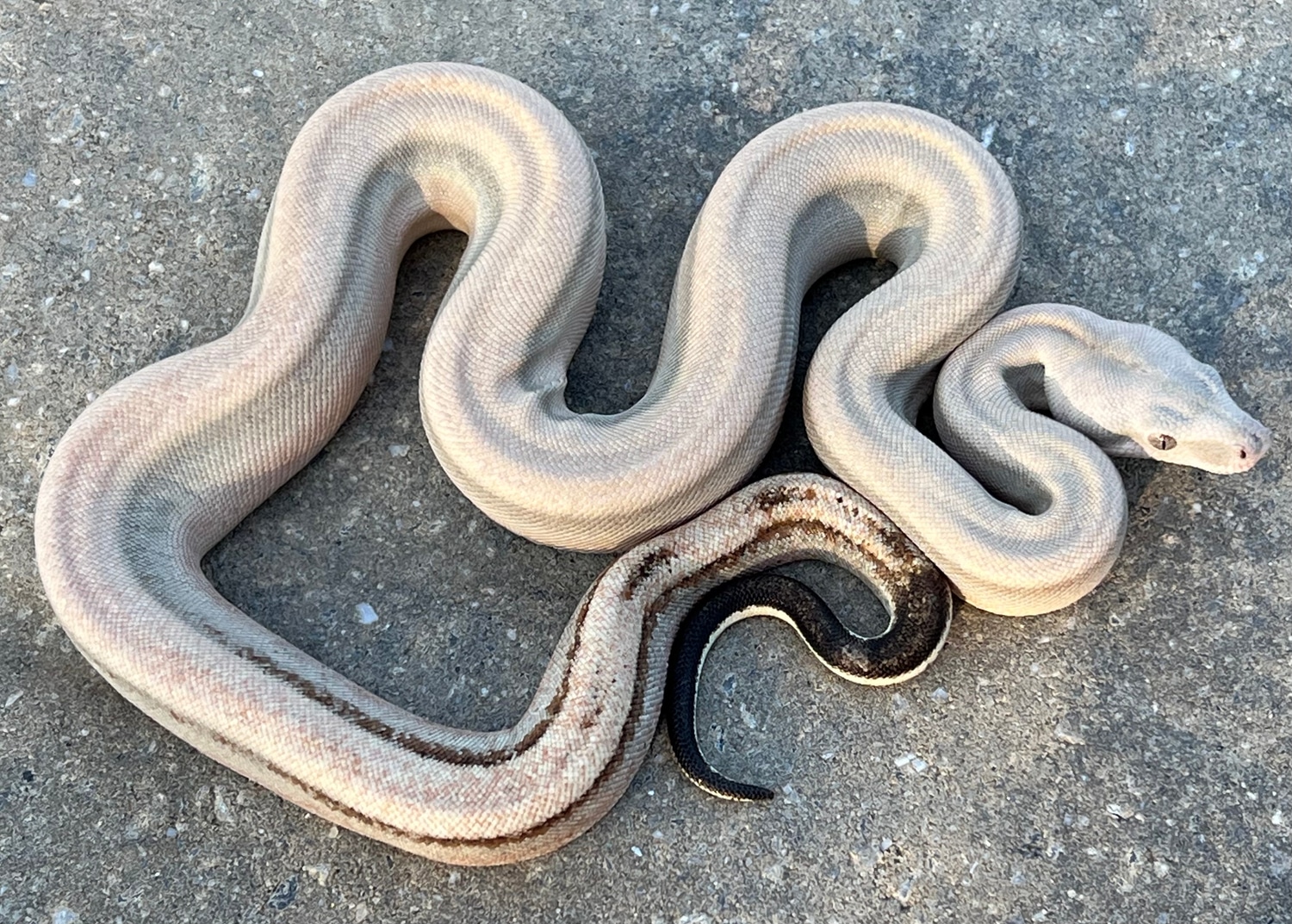 STERLING JUNGLE 66% Het VPI Boa Constrictor by Boa Zone - MorphMarket