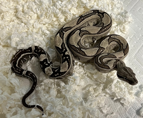 ANERY LABYRINTH IMG 100% Het VPI Boa Constrictor by Boa Zone