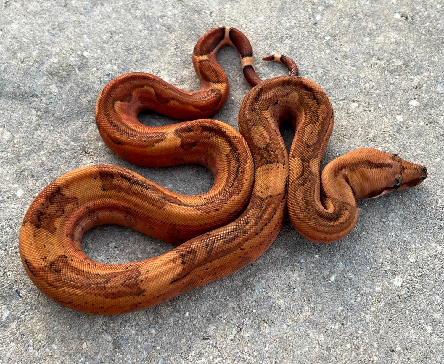 HYPO JUNGLE Blood 100% Het VPI Boa Constrictor by Boa Zone - MorphMarket