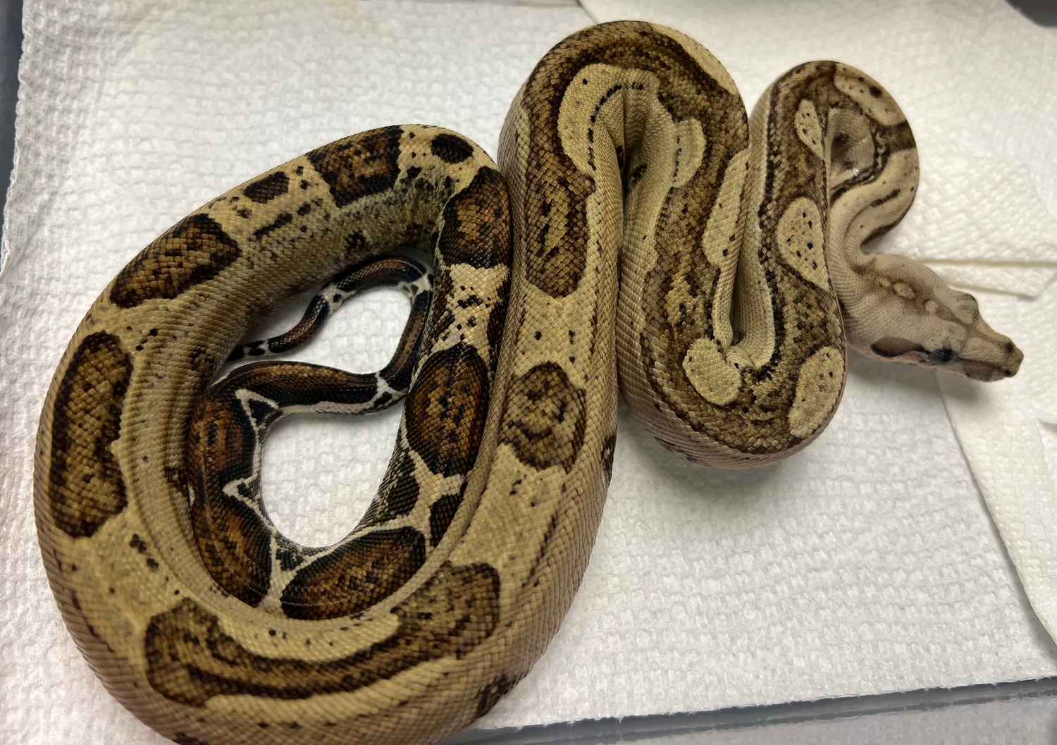 JUNGLE DH VPI Leopard Boa Constrictor by Boa Zone - MorphMarket