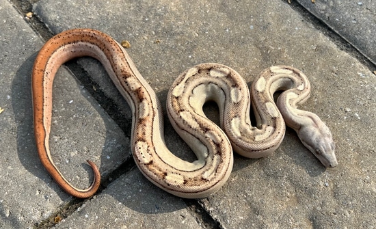 VPI Motley PP Raptor Boa Constrictor by BOA ZONE