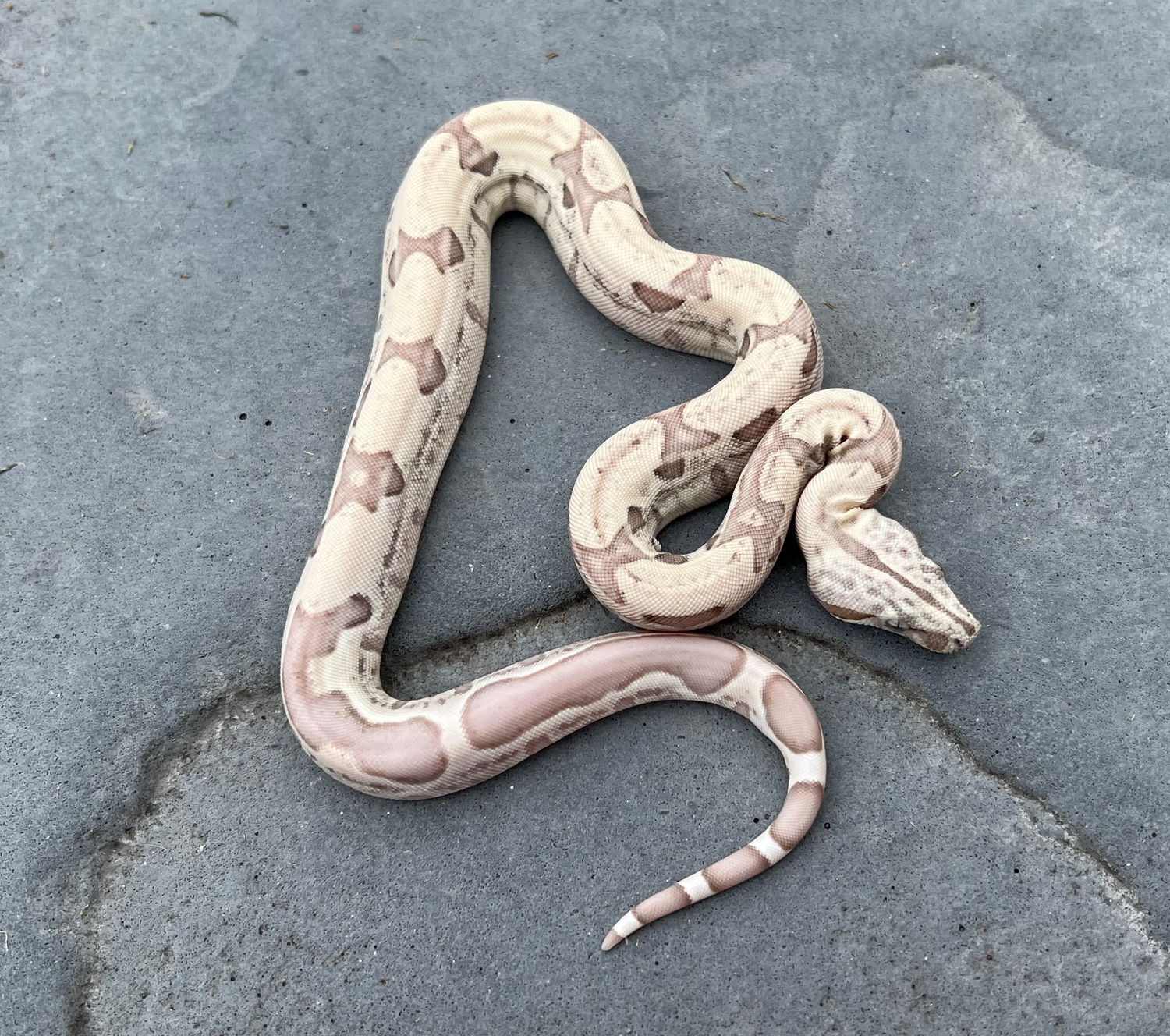 Img Vpi Snowglow Boa Constrictor by Boa Zone - MorphMarket