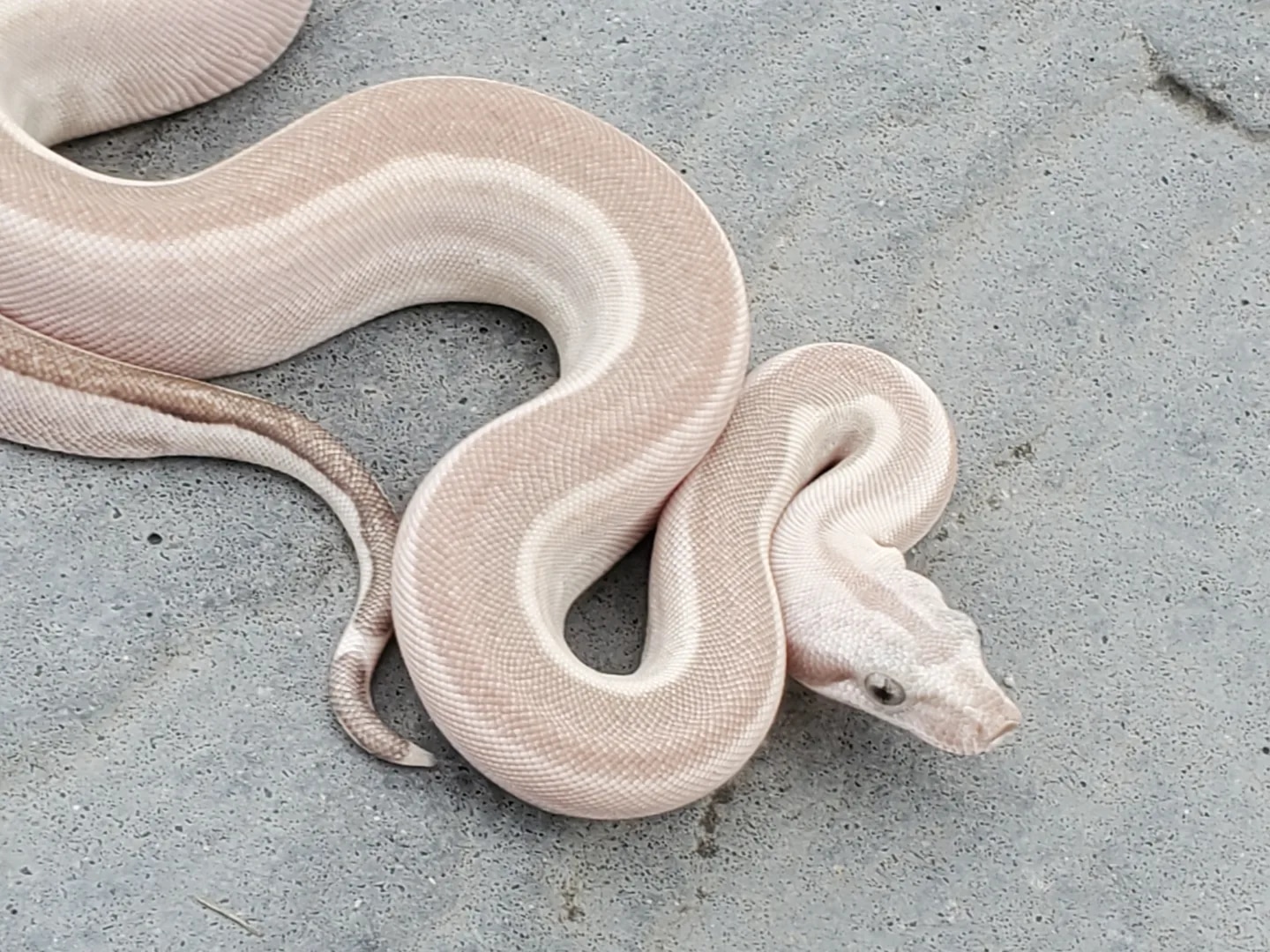 .1 Labby Fire Motley Het VPI Boa Constrictor by Boa Zone - MorphMarket