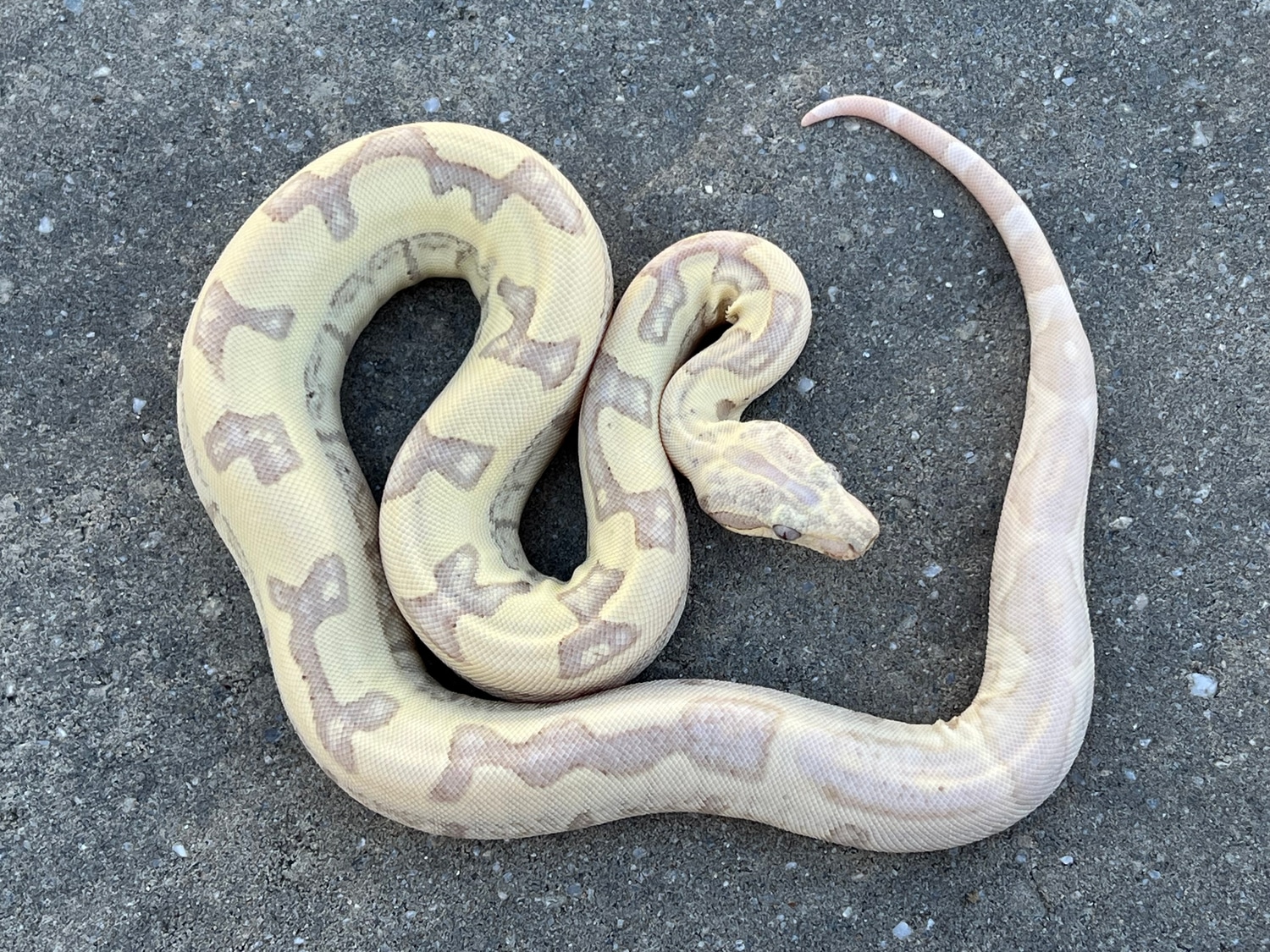 Img Labyrinth Jungle Vpi Snowglow Boa Constrictor by Boa Zone - MorphMarket