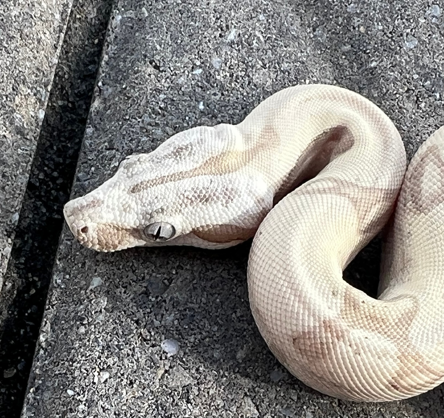 VPI SnowGlow Jungle Boa Constrictor by Boa Zone - MorphMarket