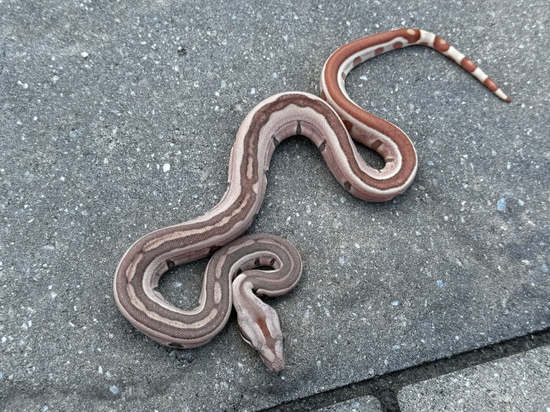 Hypo IMG Jungle Labyrinth DH Sharp Anery Boa Constrictor by BOA ZONE