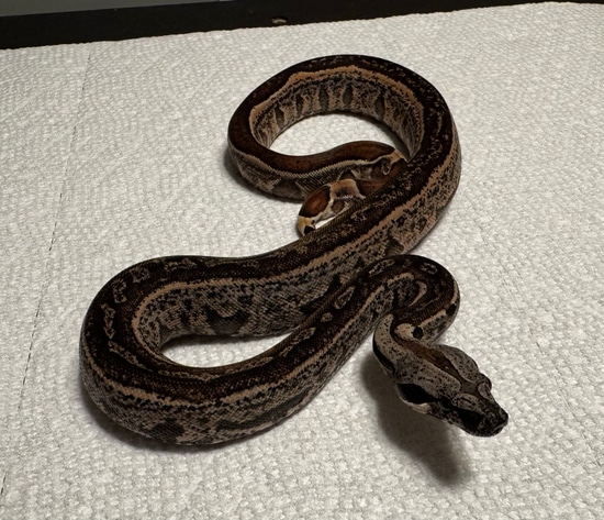 IMG Jungle DH Sharp Snow Boa Constrictor by BOA ZONE