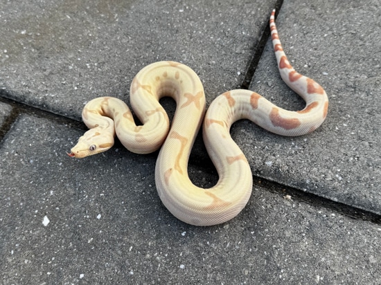 VERY WELL STARTED Labyrinth Sunglow VPI 100% Het Anery Boa Constrictor ...