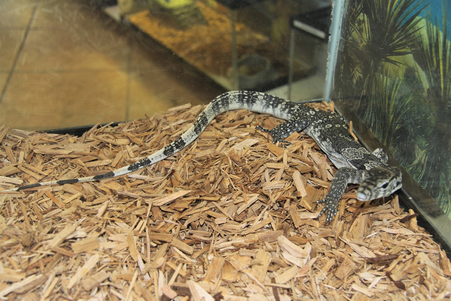 Axanthic Water Monitor by Herp Hobby Shop Reptile Breeding Center ...