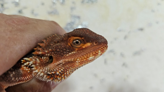 Red Monster Bearded Dragon Central Bearded Dragon by Herp Hobby Shop ...