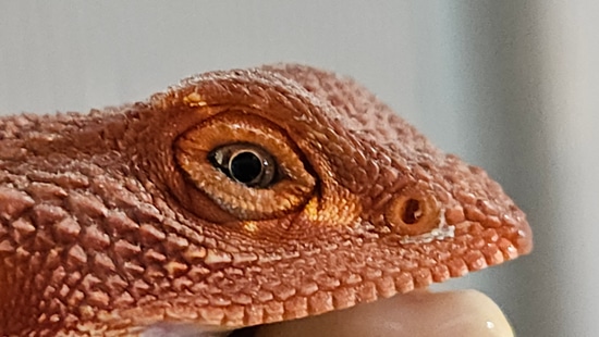 Sub-adult Male Hypo Red Monster Dragon #1 Central Bearded Dragon by ...