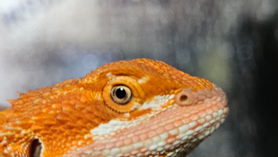 Sub-adult Male Hypo Red Monster Dragon #4 Central Bearded Dragon by ...