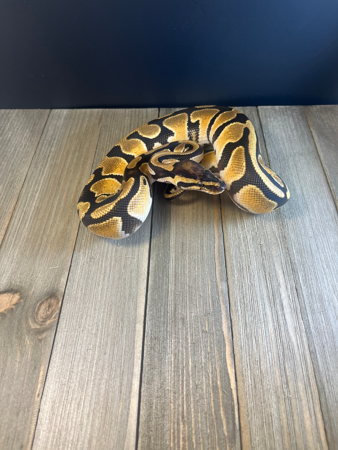 ODYB Het Lavender Het Pied Ball Python by Kings Limitless Creations ...