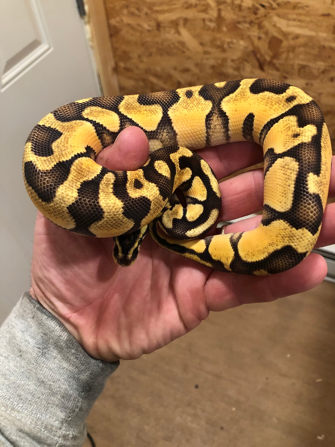 Pastel Enchi Orange Dream Ball Python by Titicut Constrictors - MorphMarket