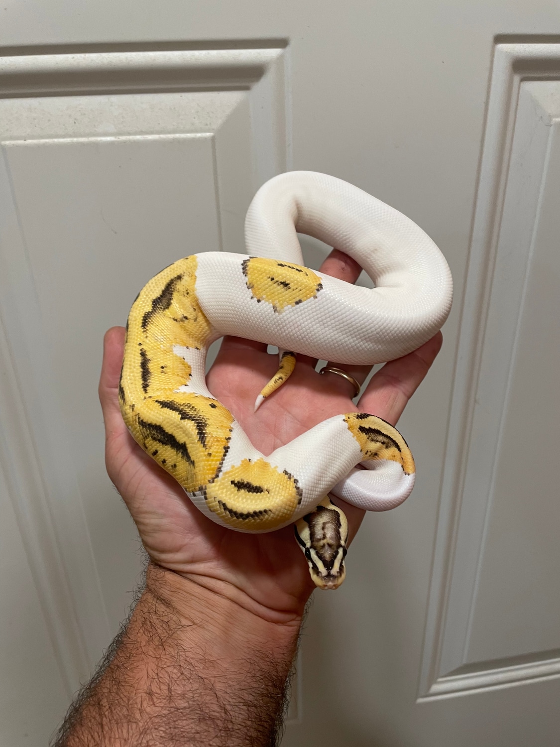 Firefly Pied Ball Python by Titicut Constrictors - MorphMarket