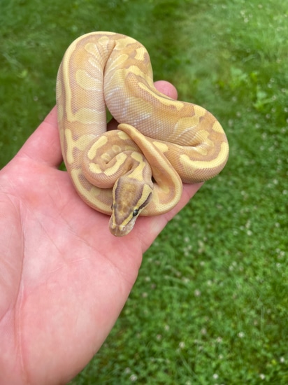 Fire Enchi Butter Orange Dream Ball Python by Titicut Constrictors