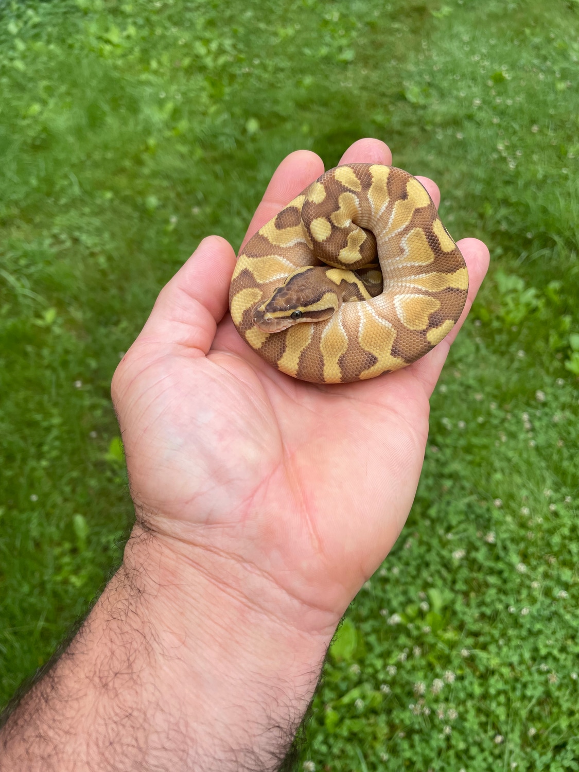 Butter Enchi Ball Python by Titicut Constrictors - MorphMarket