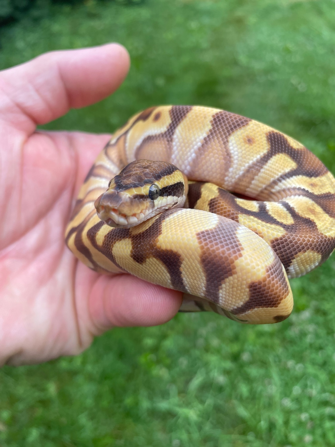Mojave Enchi Fire Orange Dream Ball Python by Titicut Constrictors - MorphMarket