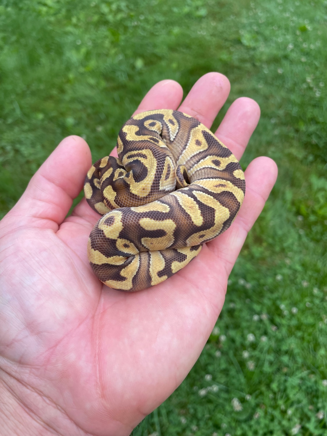 Mojave Enchi Ball Python by Titicut Constrictors - MorphMarket