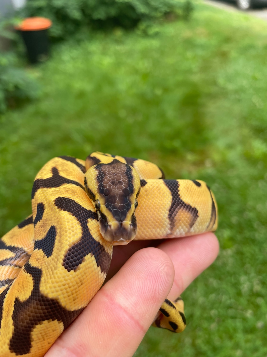 Pastel Enchi Orange Dream Ball Python by Titicut Constrictors - MorphMarket