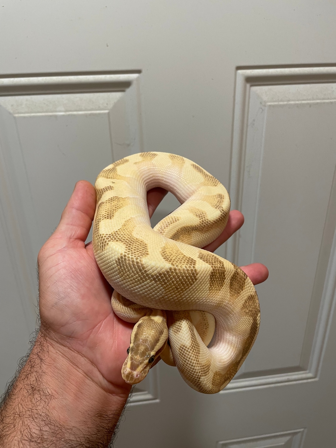 Enchi Fire Orange Dream Butter Pastel Ball Python by Titicut Constrictors - MorphMarket