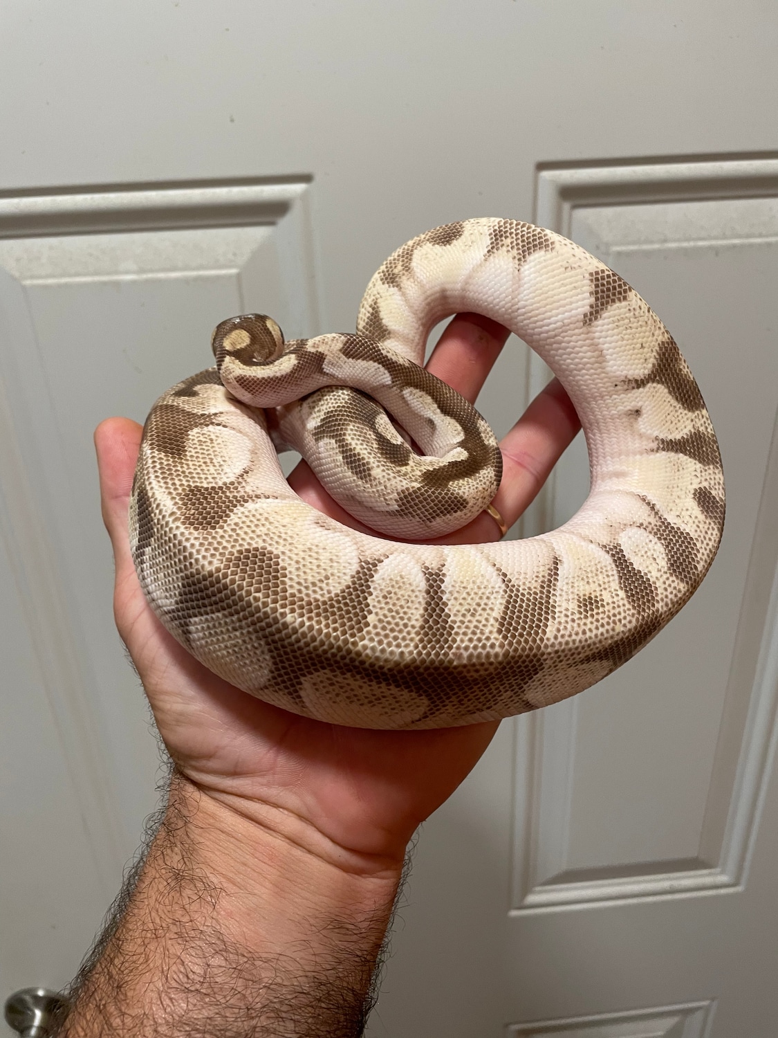 Mojave Enchi Fire Orange Dream Ball Python by Titicut Constrictors ...