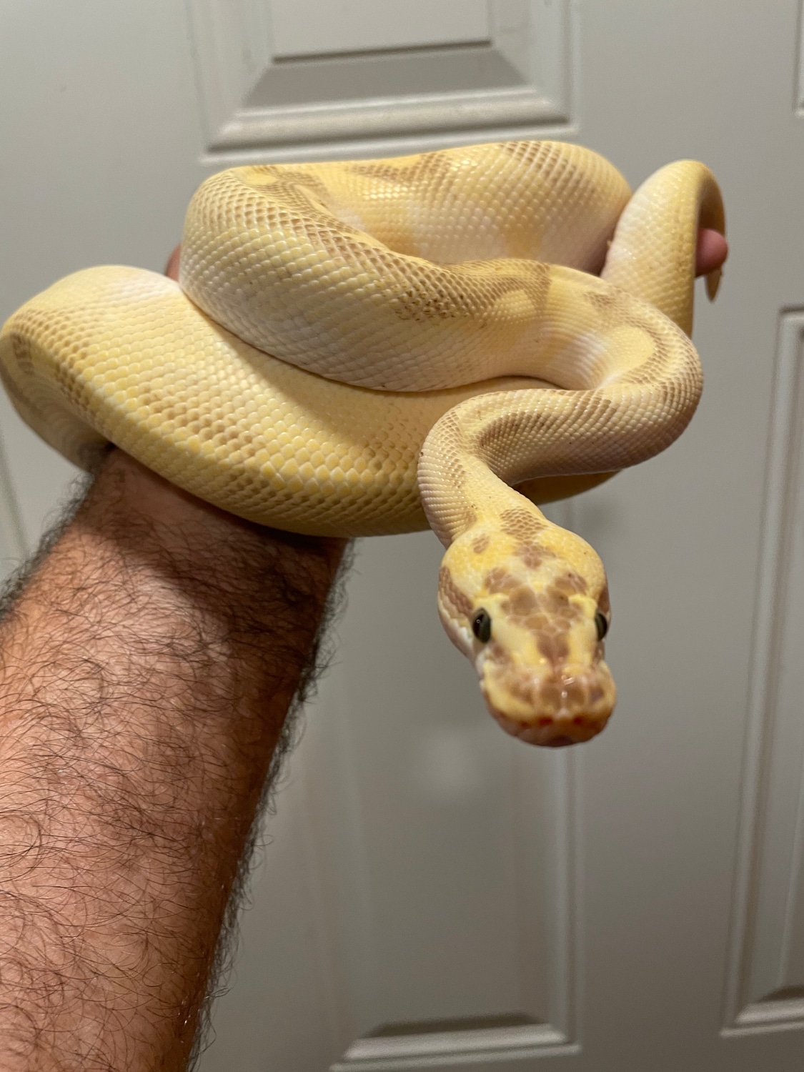 Super Enchi Pastel Butter Fire Orange Dream Ball Python by Titicut ...