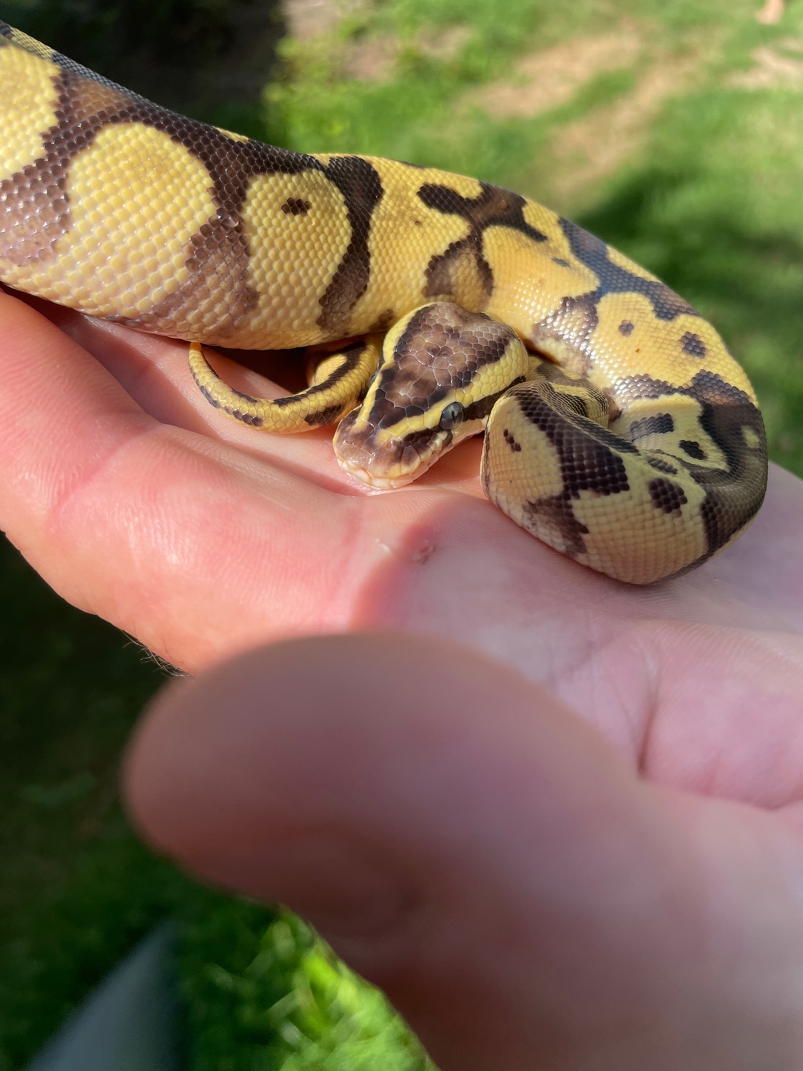 Pastel Enchi Fire Het Vpi Axanthic Ball Python by Titicut Constrictors ...