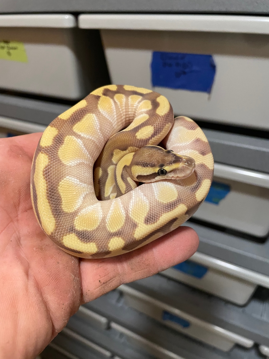 Butter Enchi Orange Dream Fire Het Vpi Axanthic Ball Python by Titicut ...