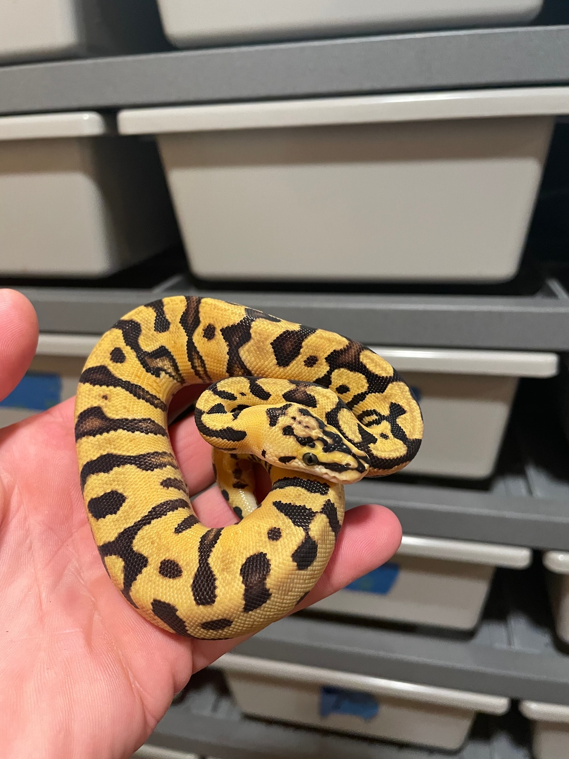 Pastel Enchi Orange Dream Crypton Ball Python by Titicut Constrictors ...