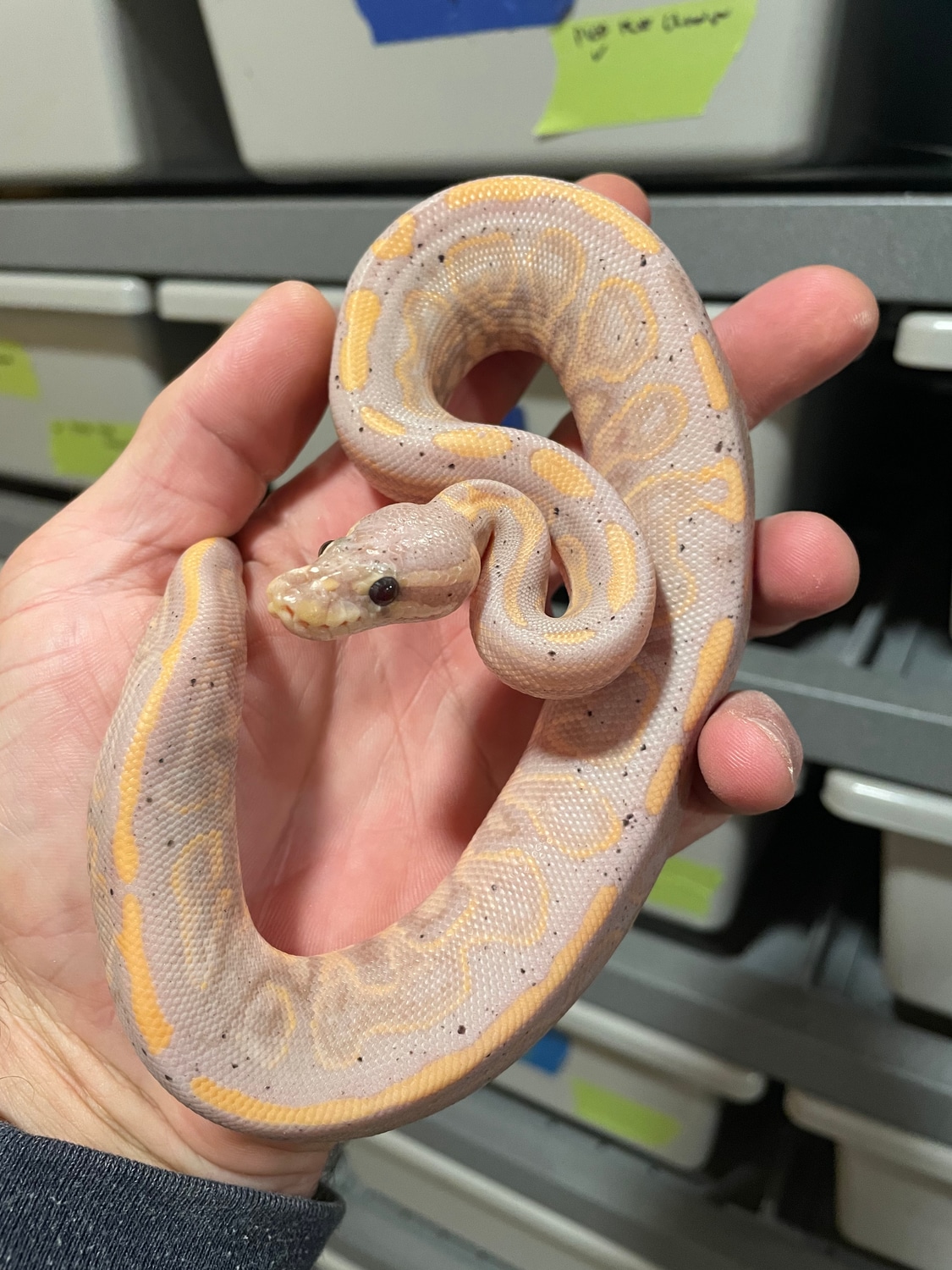 Banana Black Pastel Het Hypo 50% Het Pied Ball Python by Titicut ...