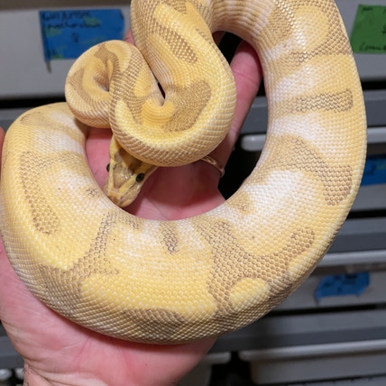 Super Enchi Pastel Butter Fire Orange Dream Ball Python by Titicut ...
