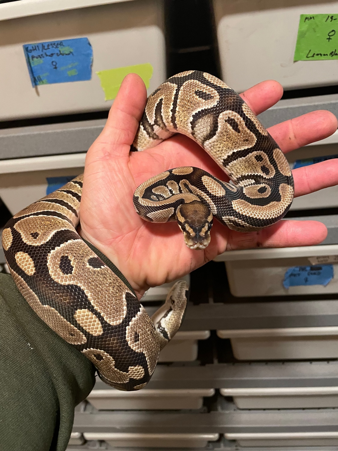 Het Hypo Het Pied Ball Python by Titicut Constrictors - MorphMarket