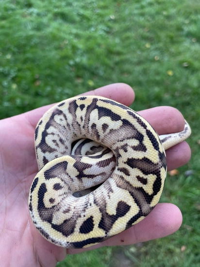 Enchi Firefly Calico Leopard (Od) Crypton Ball Python by Titicut ...