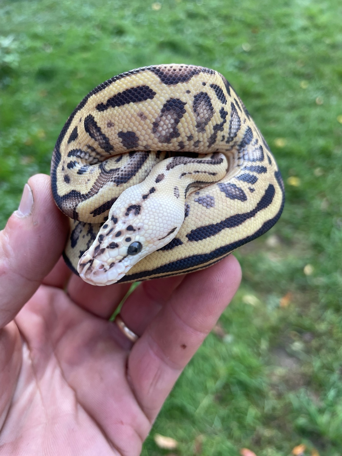 Enchi Firefly Calico Leopard Crypton Ball Python by Titicut ...