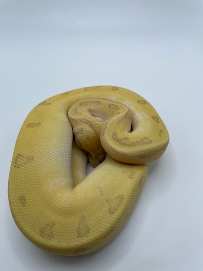 Super Enchi Super Orange Dream Pinstripe Pastel Fire Ball Python by Titicut Constrictors