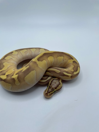 Enchi Butter Super Pastel Fire Orange Dream Ball Python by Titicut ...