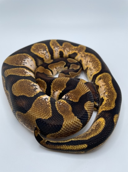 Orange Dream Enchi Calico Het Clown Ball Python by Titicut Constrictors