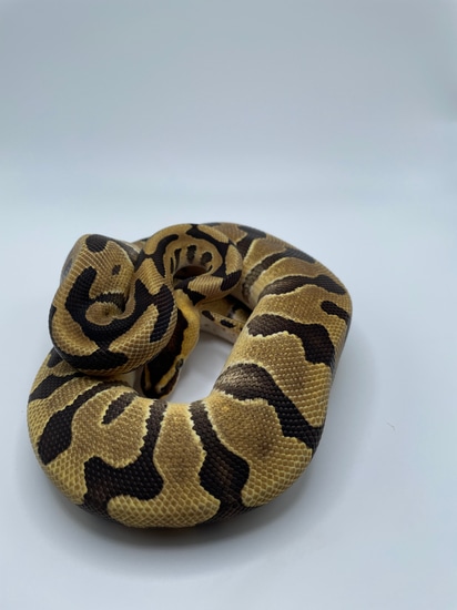 Enchi Crypton Ball Python by Titicut Constrictors