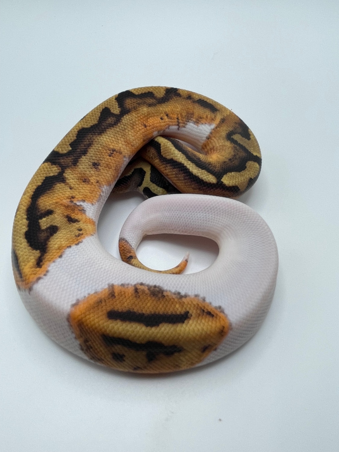 Fire Or Vanilla Pied Ball Python by Titicut Constrictors - MorphMarket