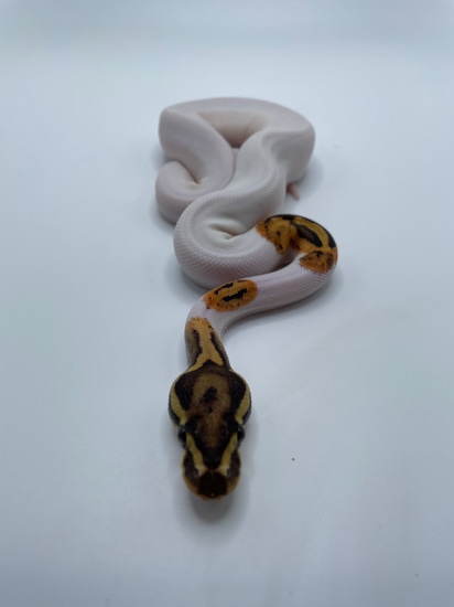 Fire Or Vanilla Pied Ball Python by Titicut Constrictors